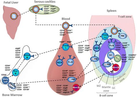 Differentiation And Trafficking Of Innate And Follicular B Cells
