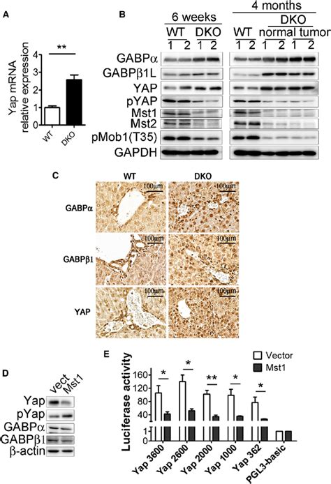 Mst1 Mst2 Dko Cells Exhibit Enhanced Expression Of The Yap Gene And
