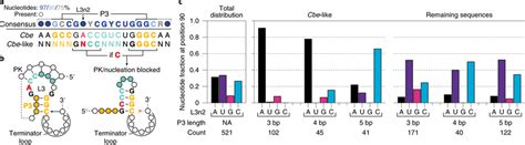 Classification Of Ztp Aptamer P3 L3 Sequence And Structure A