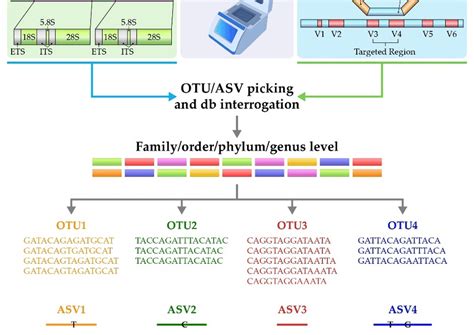 Analysis Of The Lung Microbiome Abbreviations Asv Amplicon Sequence