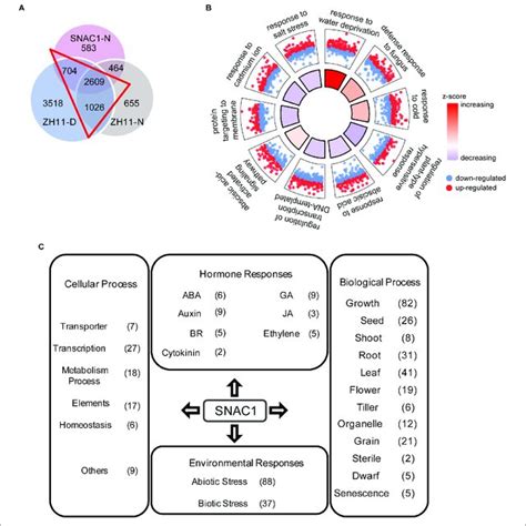 sex chromosomes and chromosome 14 have common chromatin features in