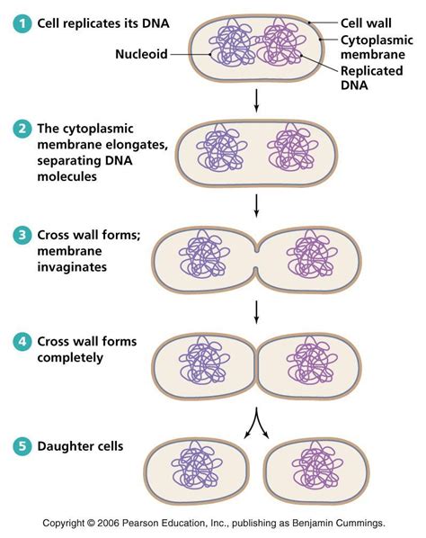 Binary Fission Diagram