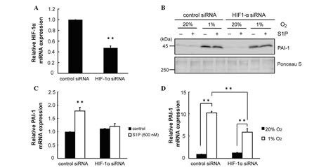 Sphingosine 1‑phosphate Induced By Hypoxia Increases The Expression Of