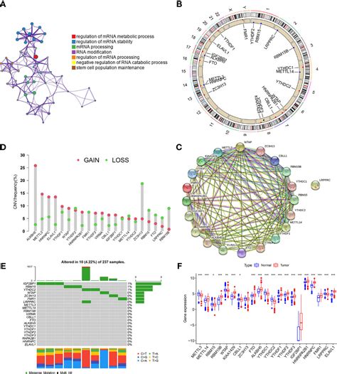 Frontiers M6a Modification Patterns With Distinct Immunity