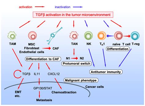 Ijms Free Full Text Transforming Growth Factor β Signaling Pathway