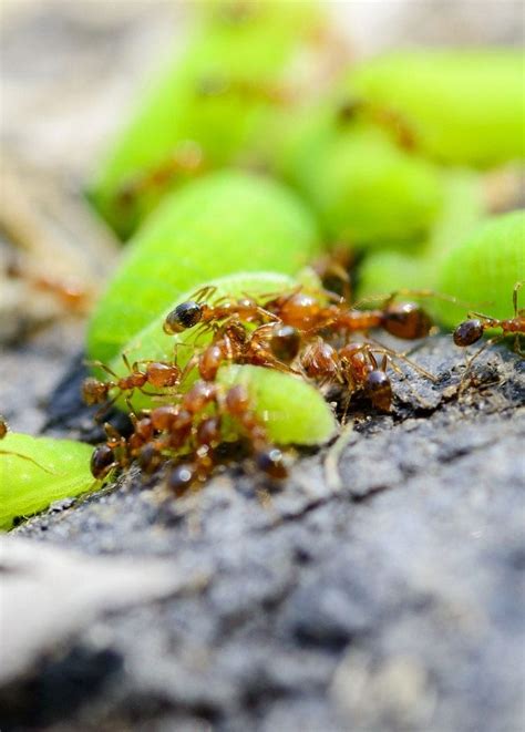 fire ant treatments certified lawn care of tennessee