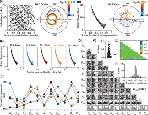 Degeneracy In Efficient Phase Coding Achieved Through Disparate