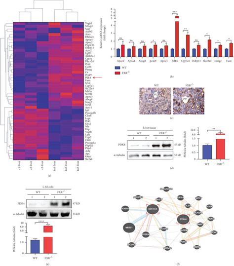 Fxr Deficiency Increased Hepatocytes Expression Of Pdk4 A An