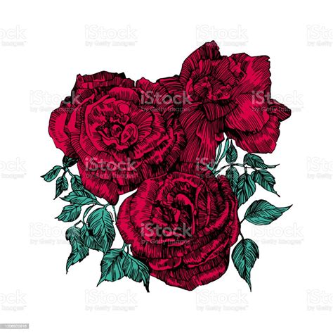 Rote Rose Drei Blume Auf Weißem Hintergrund Vektor Stock Vektor Art Und