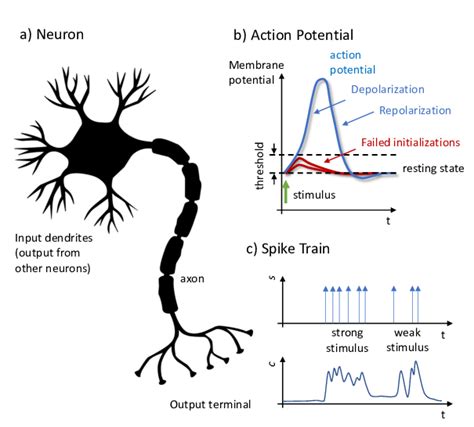 Illustration Of A Neuron B Action Potential And C Spike