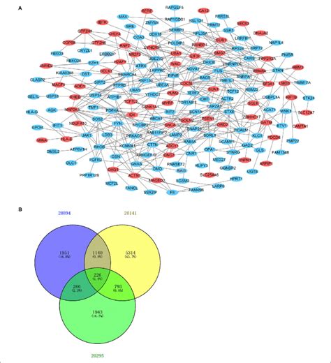 Venn Diagram And Ppi Network A The Ppi Network Of Degs Was