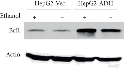 Alcohol Increases Brf1 Expression And Pol Iii Gene Transcription A