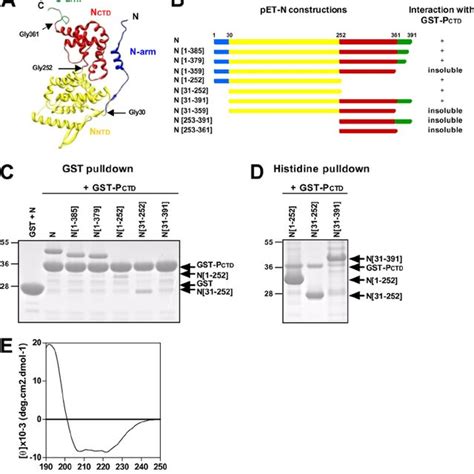 Deletion Mapping Of The P Ctd Binding Domain Of N A 3d Fold