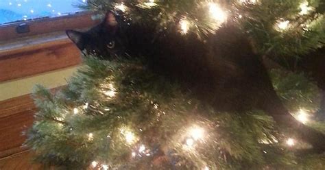 He Loves It Imgur