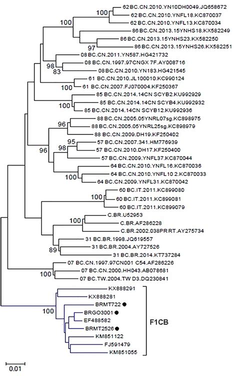Frontiers Identification Of New Hiv 1 Circulating Recombinant Forms