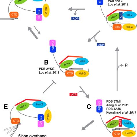 5 9 Ppp Dsrna Binding By Rig I A Ribbon And Surface Representation
