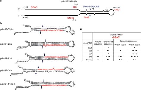 Design Of Effective Primary Microrna Mimics With Different Basal Stem