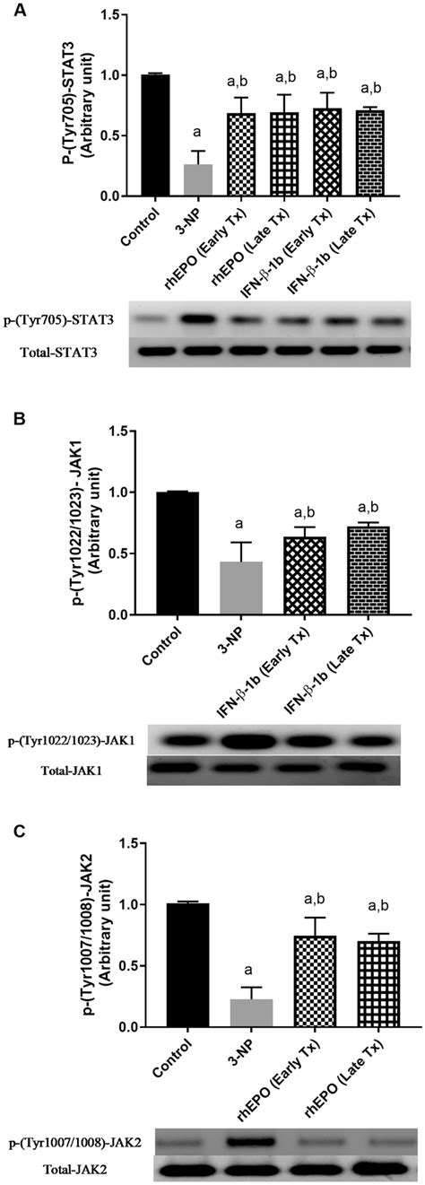 Rhepo And Ifn β 1b Upregulate The Jak Stat Pathway A P Tyr 705 Stat3