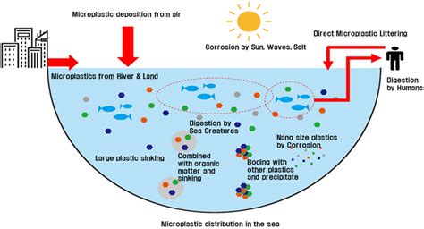 Water Free Full Text Review Of Microplastic Distribution Toxicity