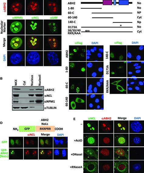 The Nucleolus Localization Of Abh2 Download Scientific Diagram