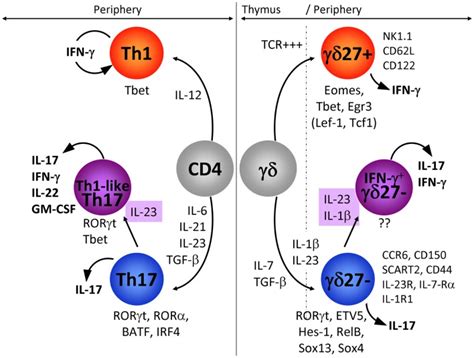 Ifn γ Producing And Il 17 Producing Cd4 And γδ T Cells In This Figure