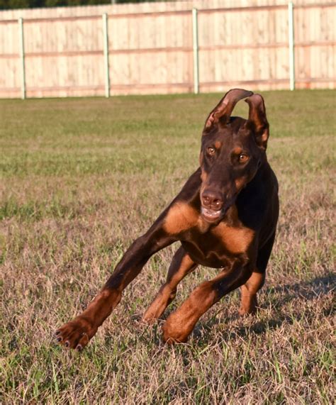 Rogue Indah Lux Dobermans