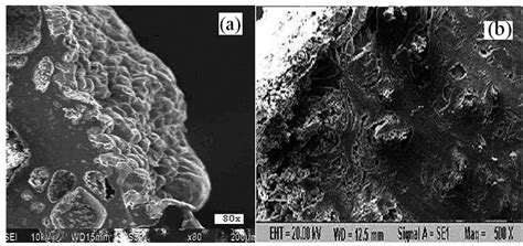 A Sem Image Showing Core Shell Morphology B Sem Image Of Transverse