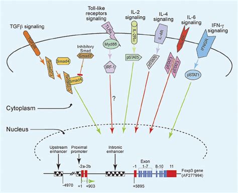 Foxp3 Regulation From The Various Extracellular Signals Red Arrow