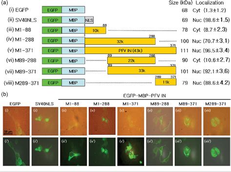 Figure 1 From Characterization Of Nuclear Localization Signals Of The