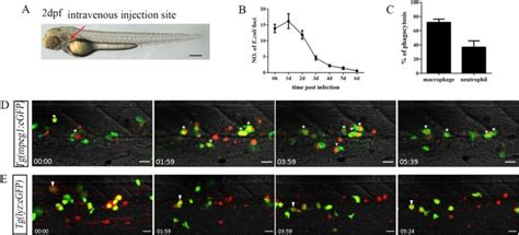 Systemic Inoculation Of Escherichia Coli Causes Emergency Myelopoiesis