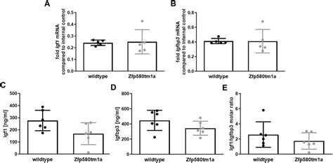 Frontiers Zfp580 Regulates Paracrine And Endocrine Igf1 And Igfbp3