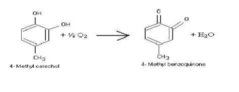 Dehydrogenation Reaction By Catechol Oxidase Download Scientific Diagram