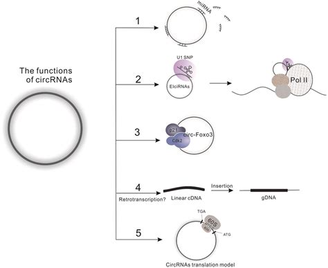 Functions Of Circrnas 1 Molecular Sponge For Mirna 2 Regulation