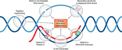 The Balancing Act Of R Loop Biology The Good The Bad And The Ugly