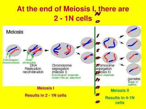 Ppt Chapter 8 Cell Reproduction Mitosis And Meiosis Powerpoint