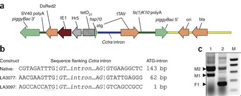 Sex Specific Lethal Constructs A Diagrammatic Representation Of