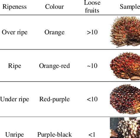 Classification Of Ffb Into Ripeness Categories Based On Mesocarp Colour