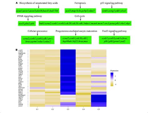 Signaling Pathways Enriched In Five Clusters By Kegg Analysis A