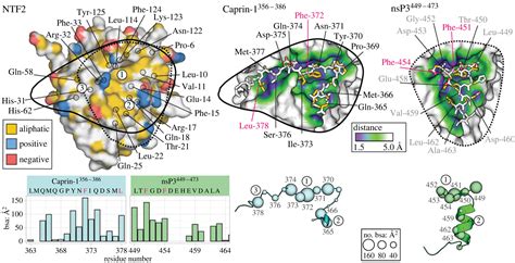 Caprin 1 Binding To The Critical Stress Granule Protein G3bp1 Is