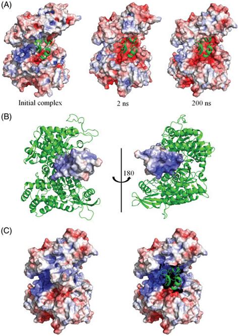 Electrostatic Potential Surfaces Calculated By The Apbs Module As
