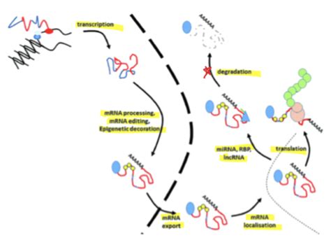 Rna Turnover Flashcards Quizlet