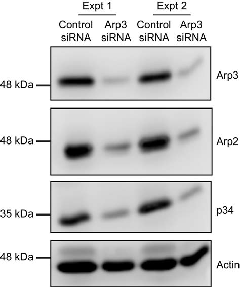 Figures And Data In Arp2 3 Complex Driven Spatial Patterning Of The Bcr