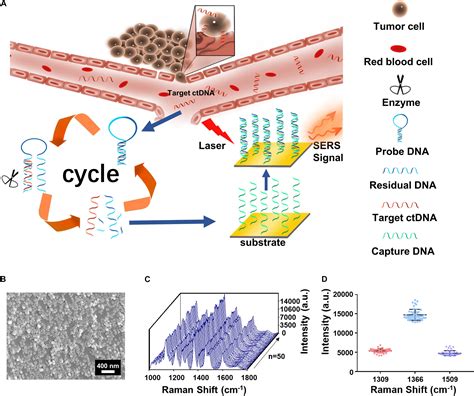 Frontiers Integrating Cycled Enzymatic Dna Amplification And Surface