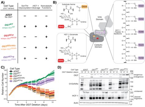 Ogts Only Essential Catalytic Function Is Ser Thr Glycosylation A Ogt