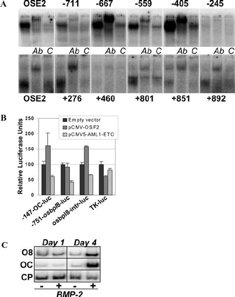 Osbpl8 Expression Is Regulated By Runx2 A Osbpl8 Transcription