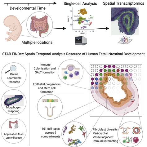 Spatiotemporal Analysis Of Human Intestinal Development At Single Cell