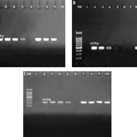 Primers Used For Amplification Of Blatem Blashv And Blactx M Genes In
