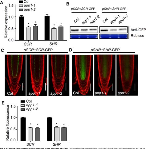 Figure 7 From A P Loop Ntpase Regulates Quiescent Center Cell Division