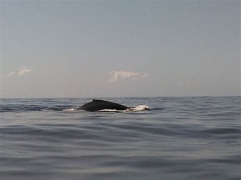 Noosa Whale Watching Centre Noosa Heads Tripadvisor
