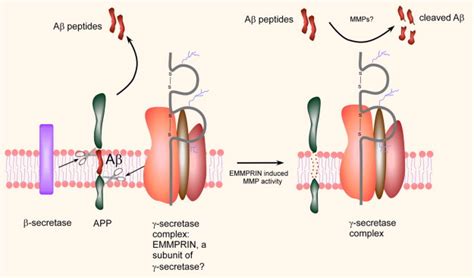 Aβ Peptide Cleavage By Emmprin The Amyloid Precursor Protein App Is